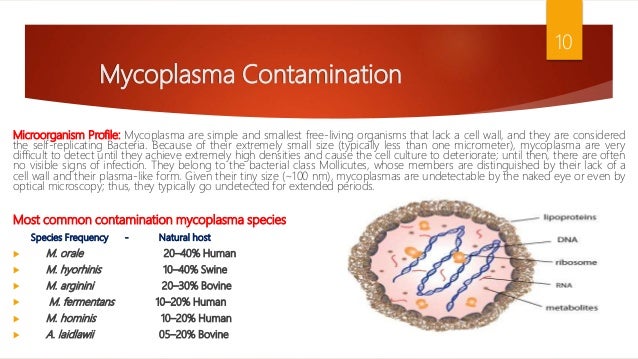Mycoplasma contamination of cell cultures