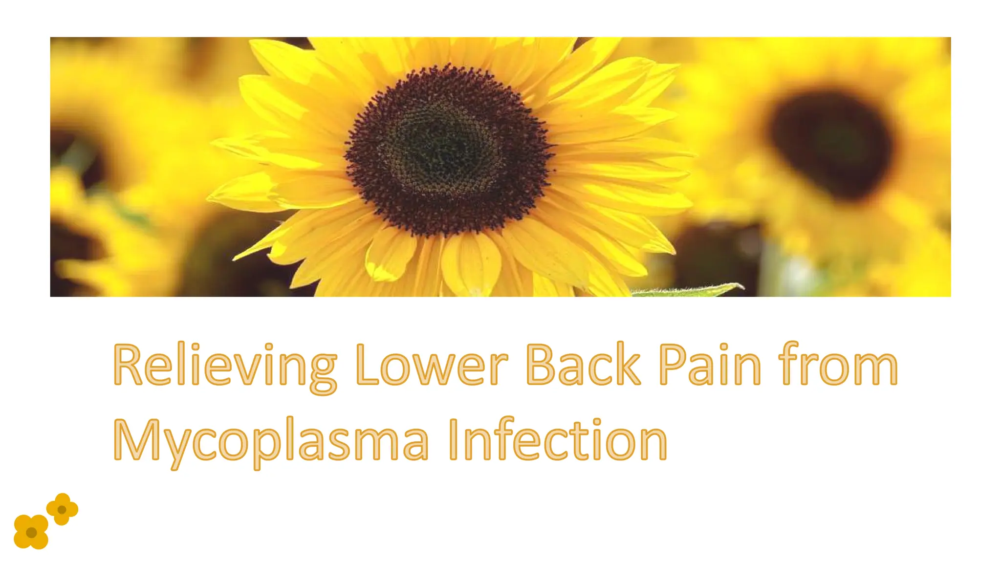 Mycoplasma Infection and Lower Back Pain in Women- Relief Strategies.pdf