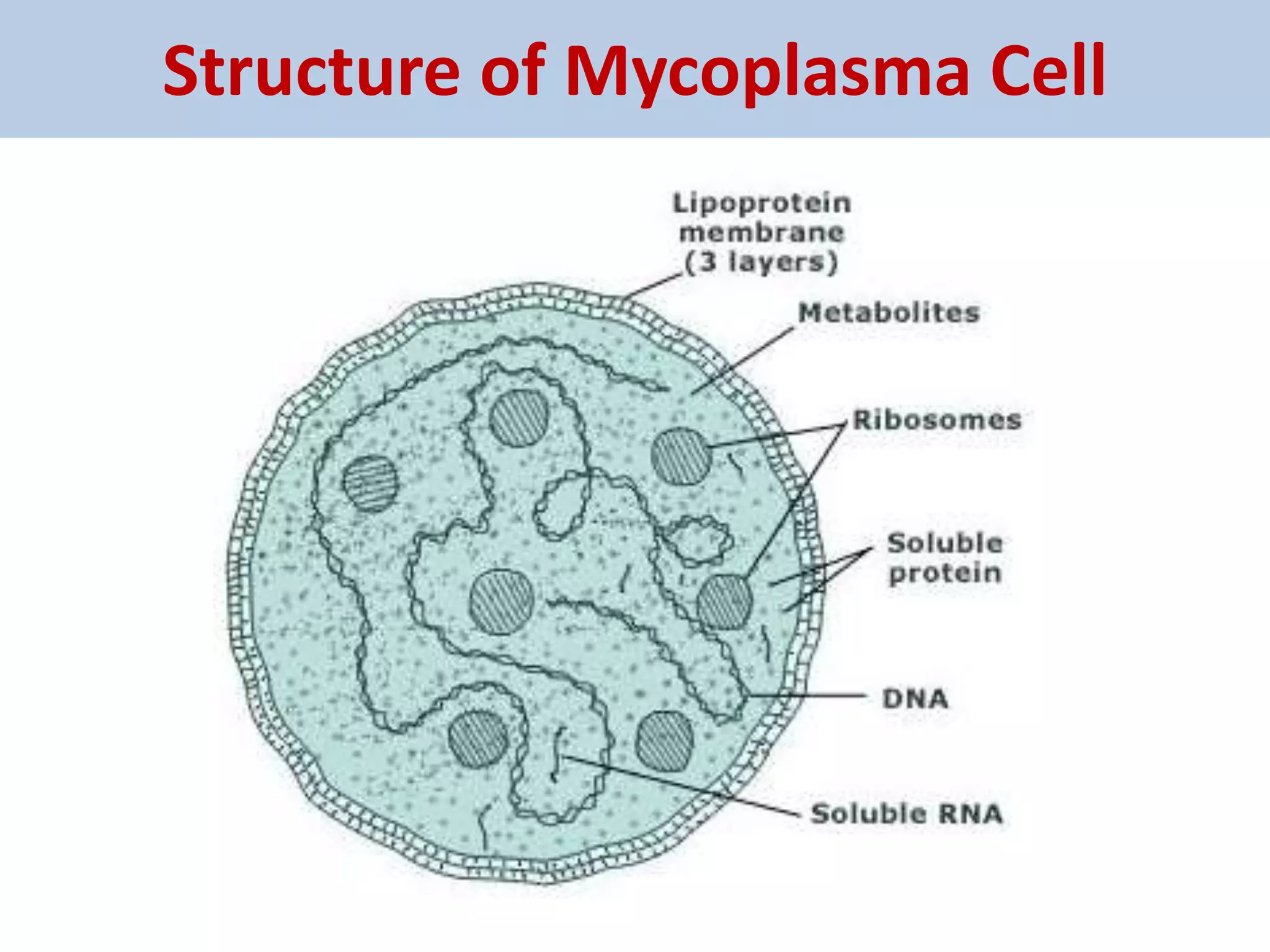 Mycoplasma like organisms | PPTX
