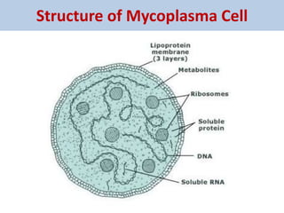 Mycoplasma like organisms | PPTX