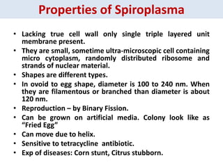 Mycoplasma like organisms | PPTX