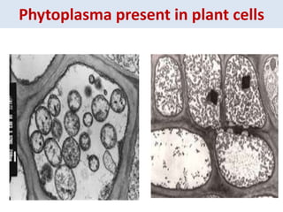 Mycoplasma like organisms | PPTX