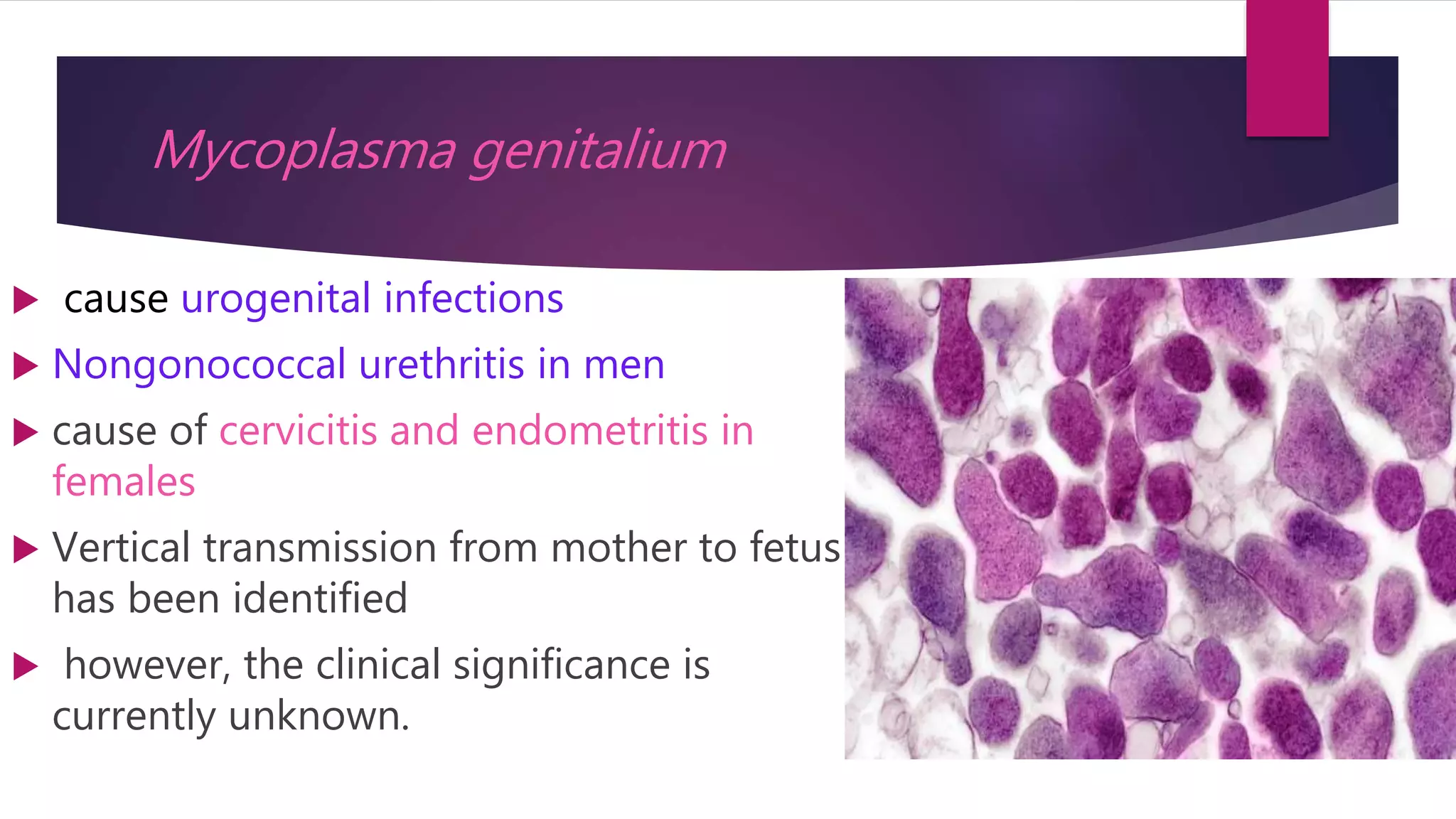 Mycoplasma spp | PPTX