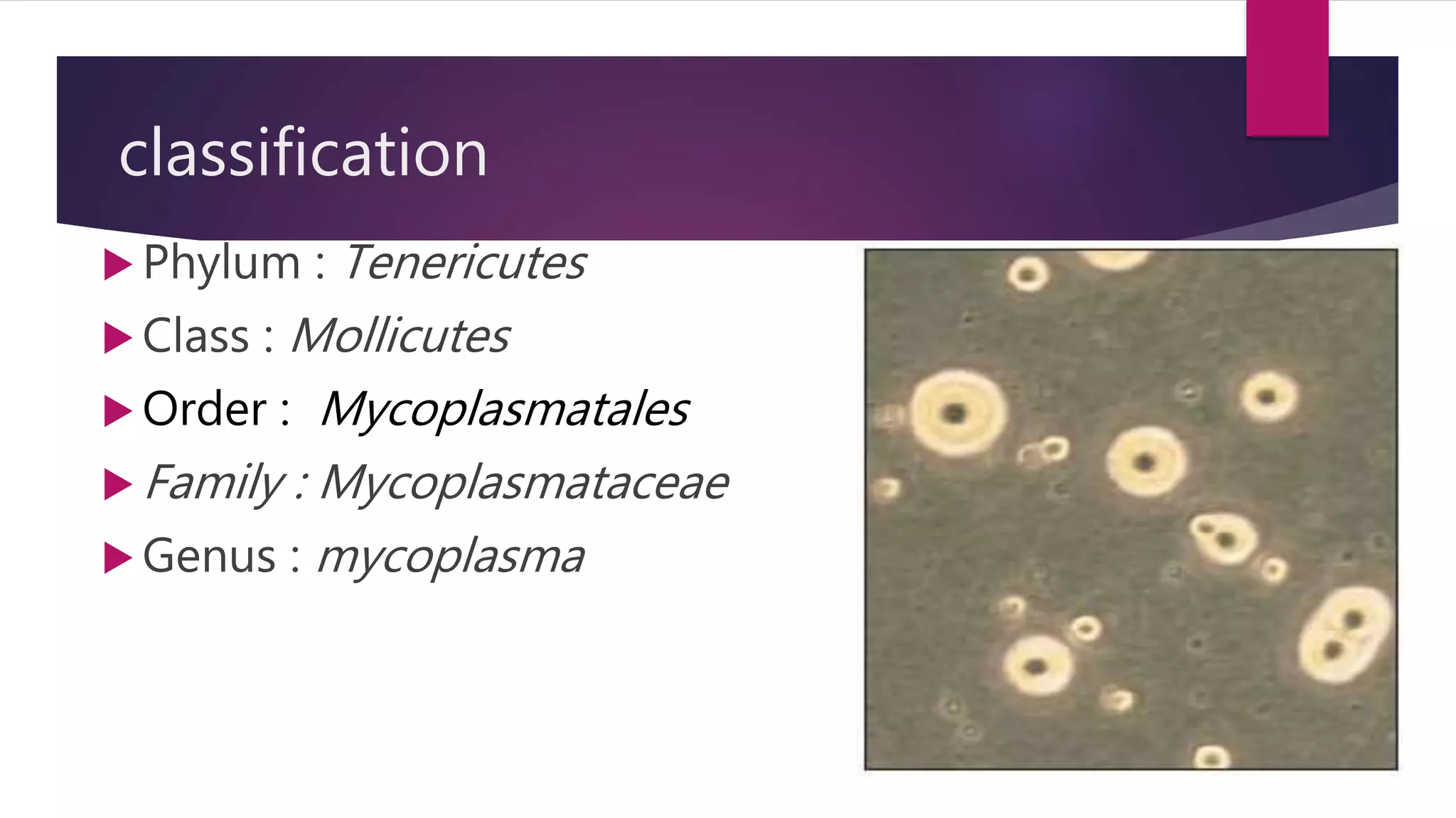 Mycoplasma spp | PPTX