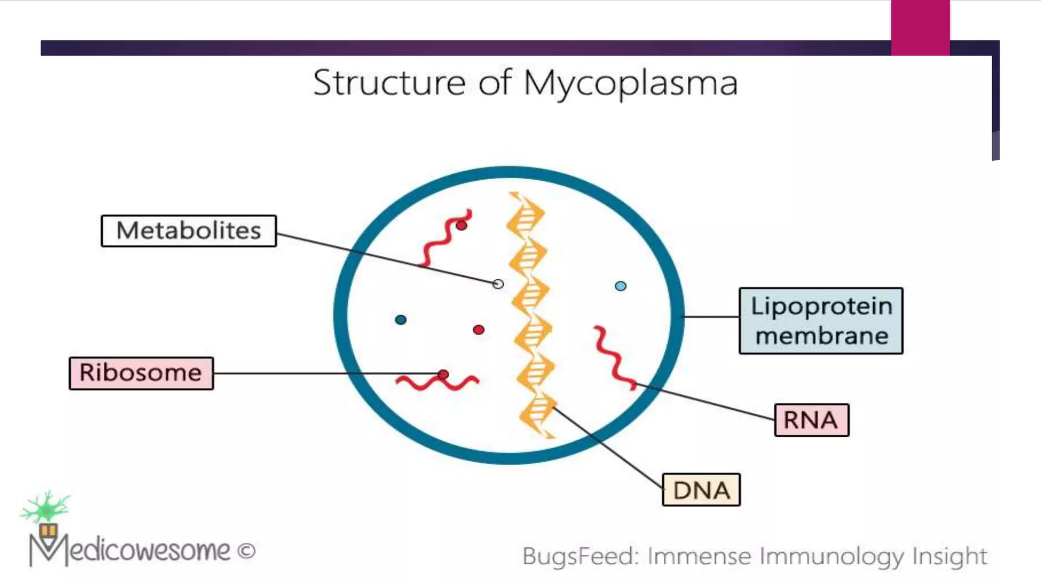 Mycoplasma spp | PPTX