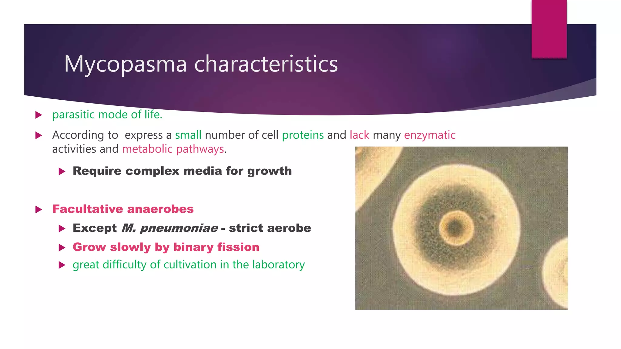Mycoplasma spp | PPTX