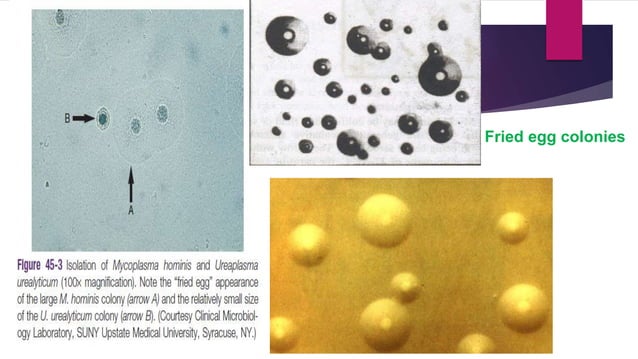 Mycoplasma spp | PPTX | Biological Sciences | Science