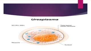 Mycoplasma spp | PPTX
