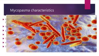 Mycoplasma spp | PPTX
