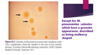 Mycoplasma Pneumoniae Colonies