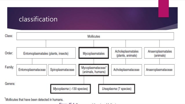 Mycoplasma spp