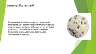 Mycoplasma pneumoniae and Haemophylus ducreyi | PPTX