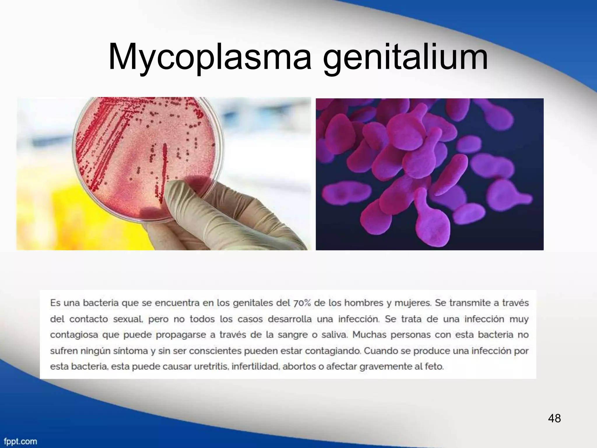 mycoplasma y ureapasma.ppt
