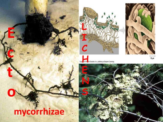 basic concepts of mycology | PPTX | Gardening | Home & Garden