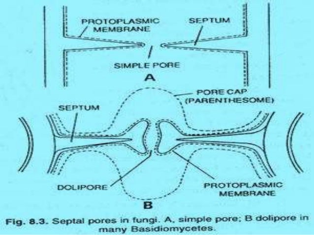 basic concepts of mycology