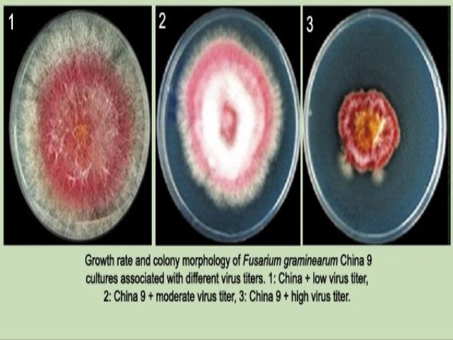 mycoviruses and pathogensis
