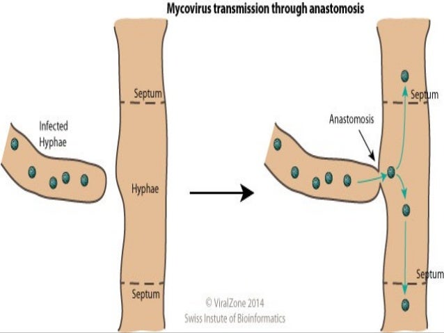 mycoviruses and pathogensis