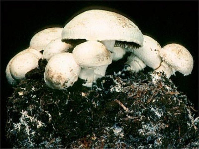 mycoviruses and pathogensis