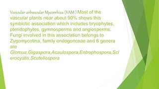 Mycorrhiza | PPTX
