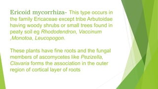 Mycorrhiza | PPTX