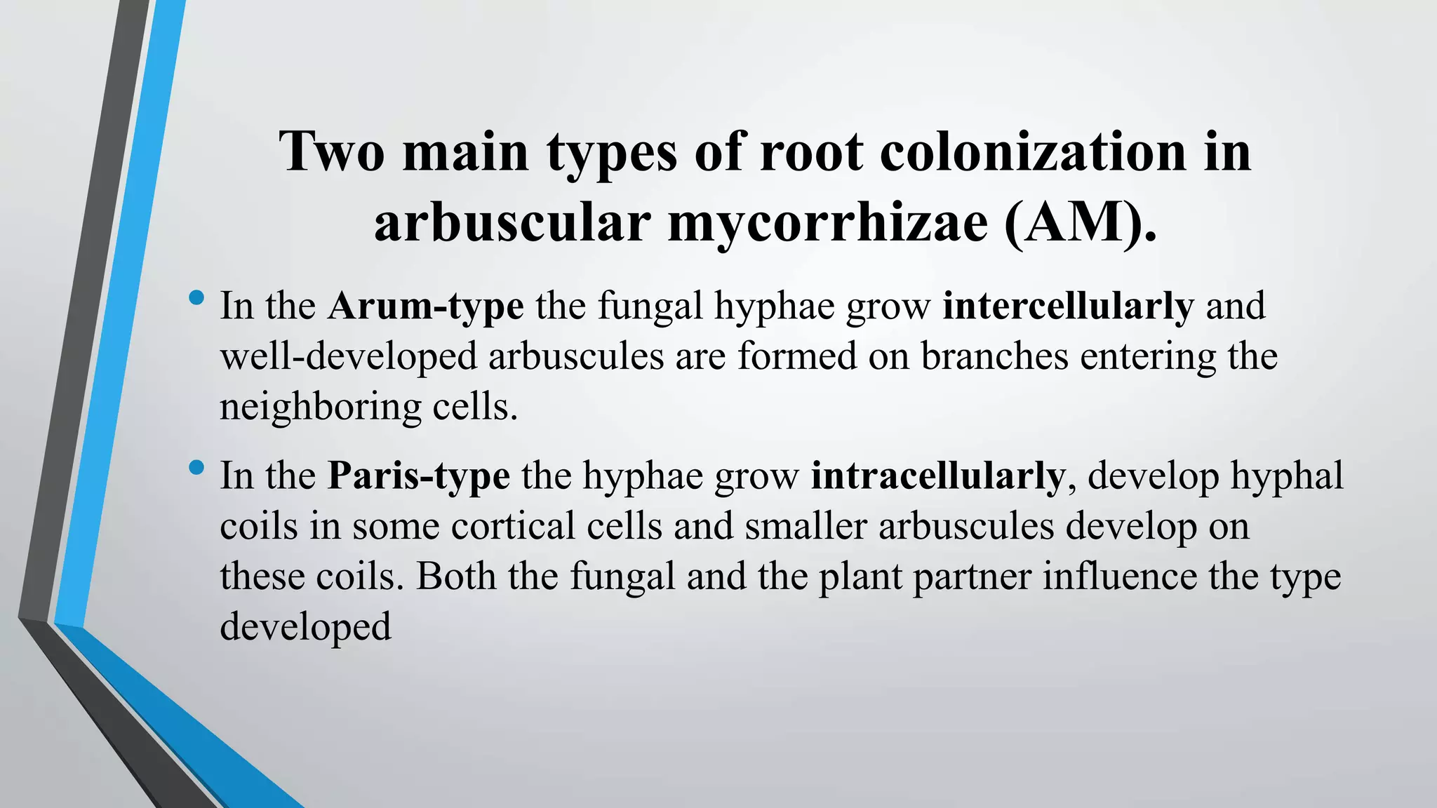 Mycorrhiza | PPTX