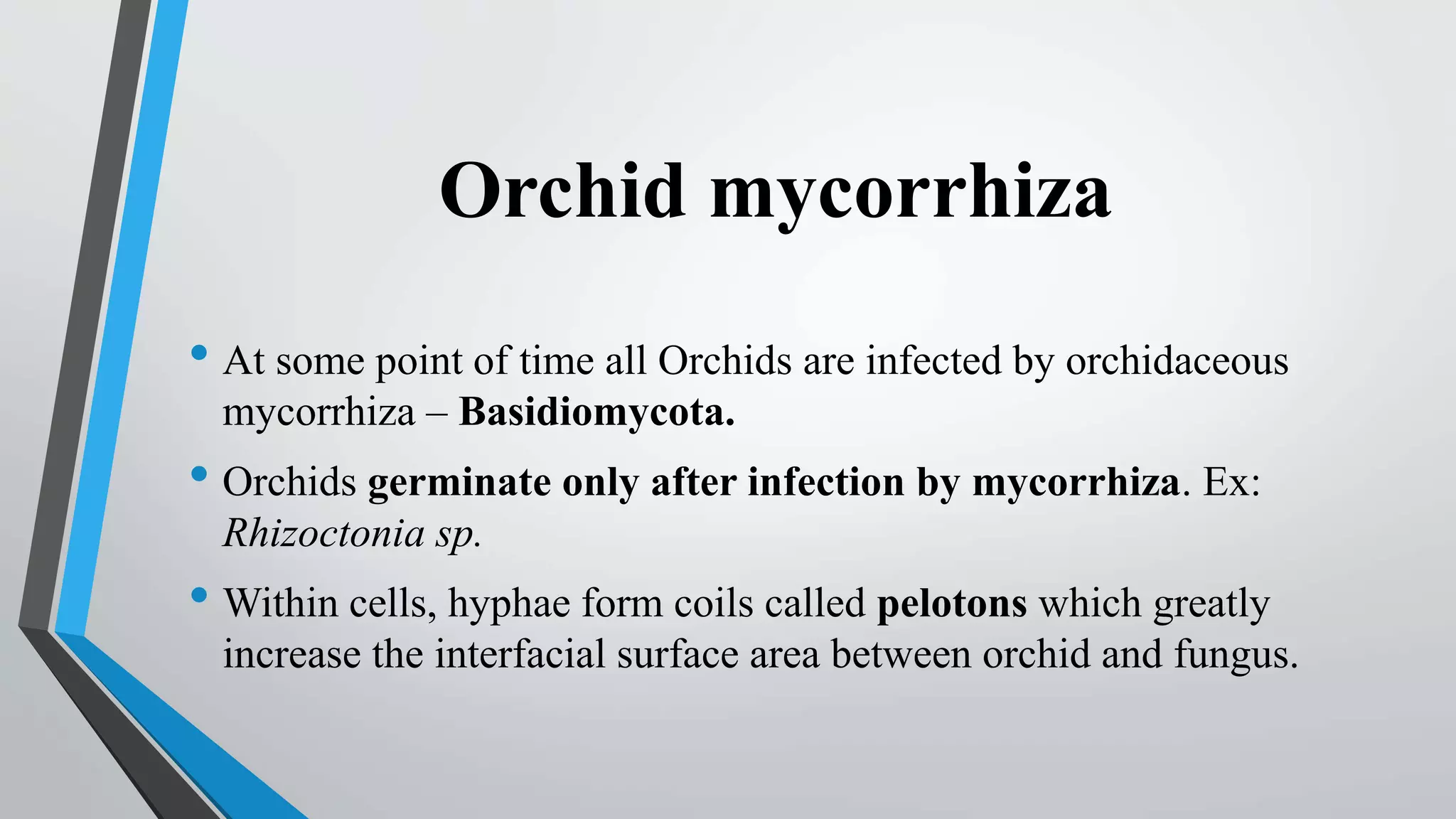 Mycorrhiza | PPTX