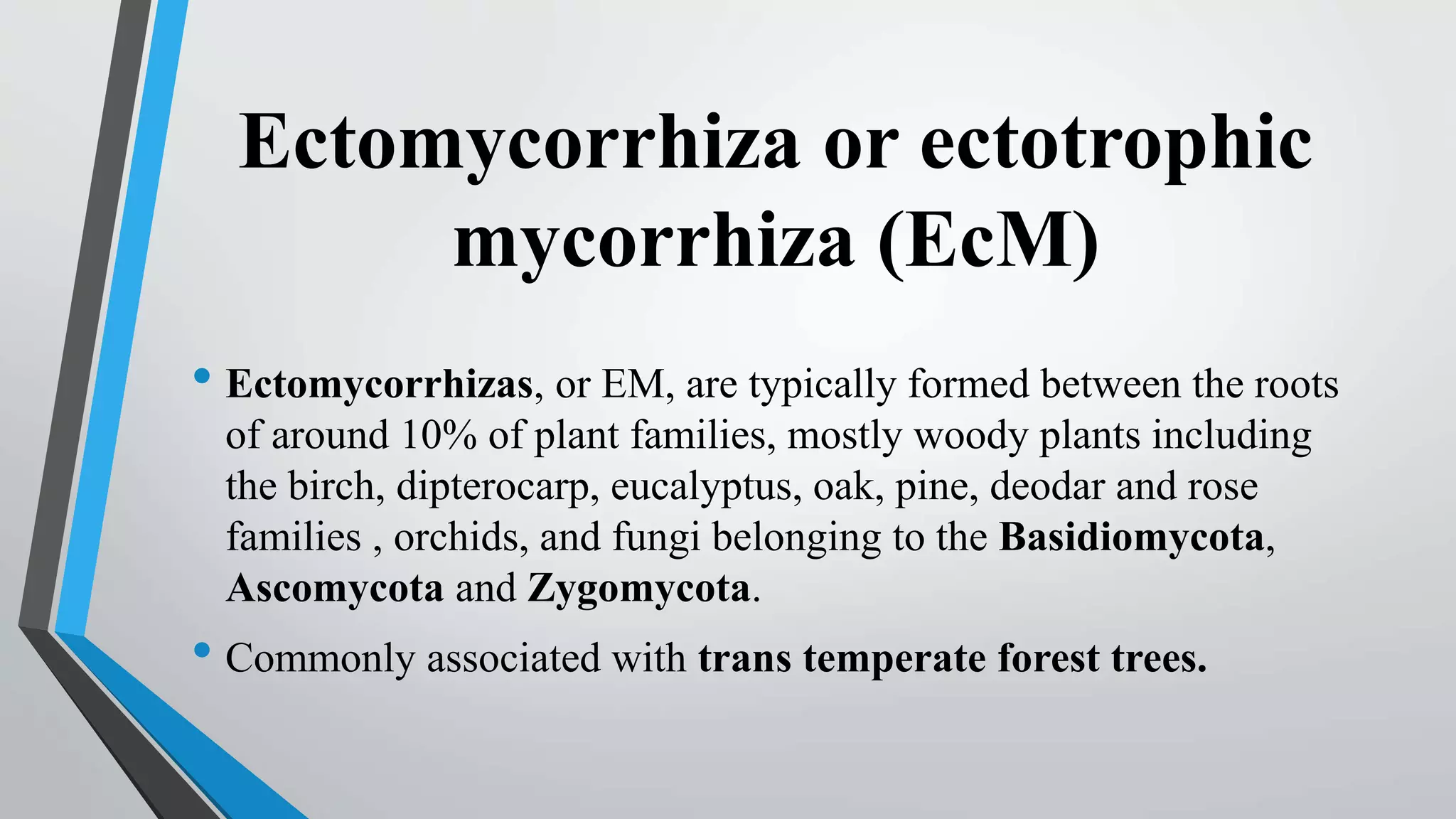 Mycorrhiza | PPTX | Gardening | Home & Garden
