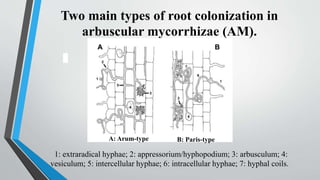 Mycorrhiza | PPTX