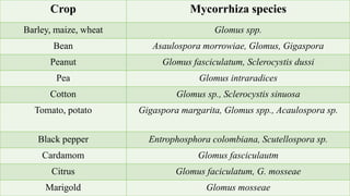 Mycorrhiza | PPTX