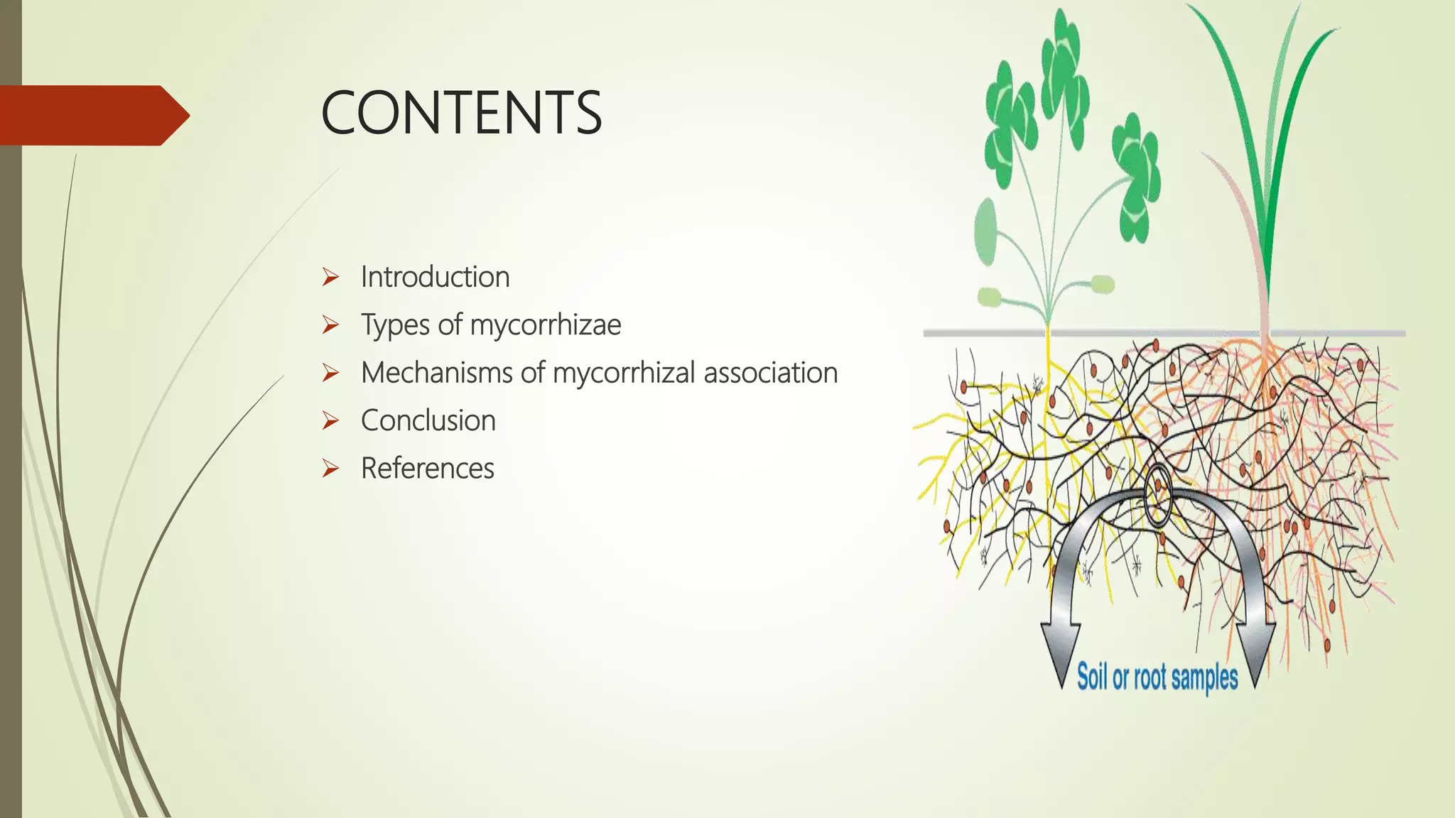 Introduction To Mycorrhiza | PPTX | Agriculture | Industries