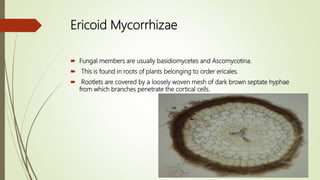 Introduction To Mycorrhiza | PPTX | Agriculture | Industries