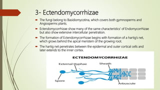 Introduction To Mycorrhiza | PPTX