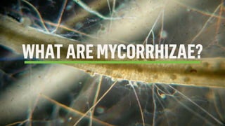 Introduction To Mycorrhiza | PPTX