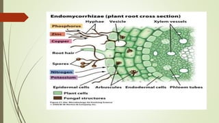Introduction To Mycorrhiza | PPTX
