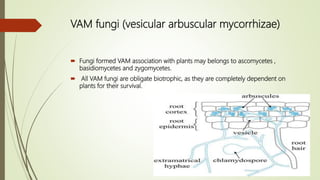 Introduction To Mycorrhiza | PPTX