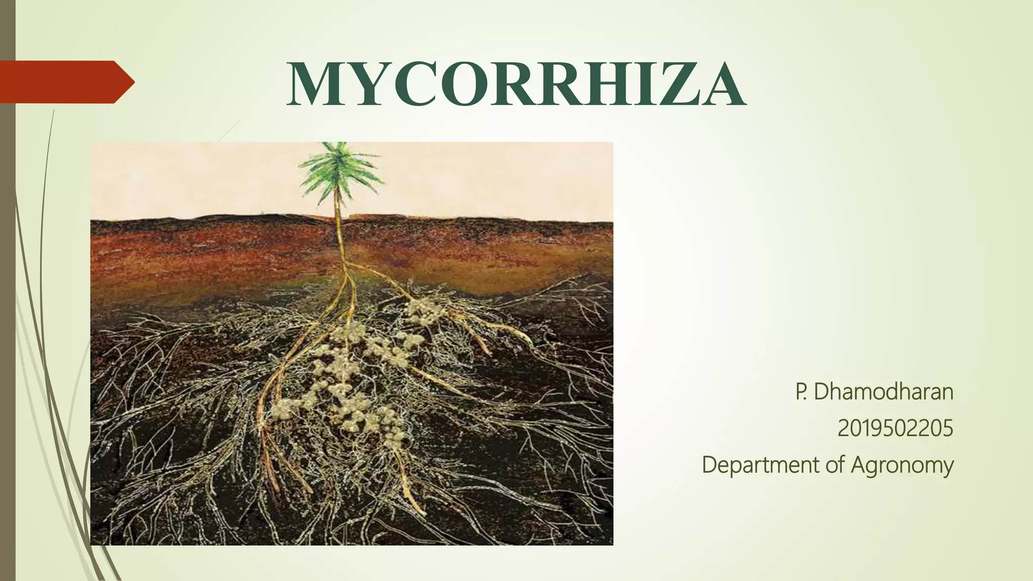 Mycorrhiza | PPTX
