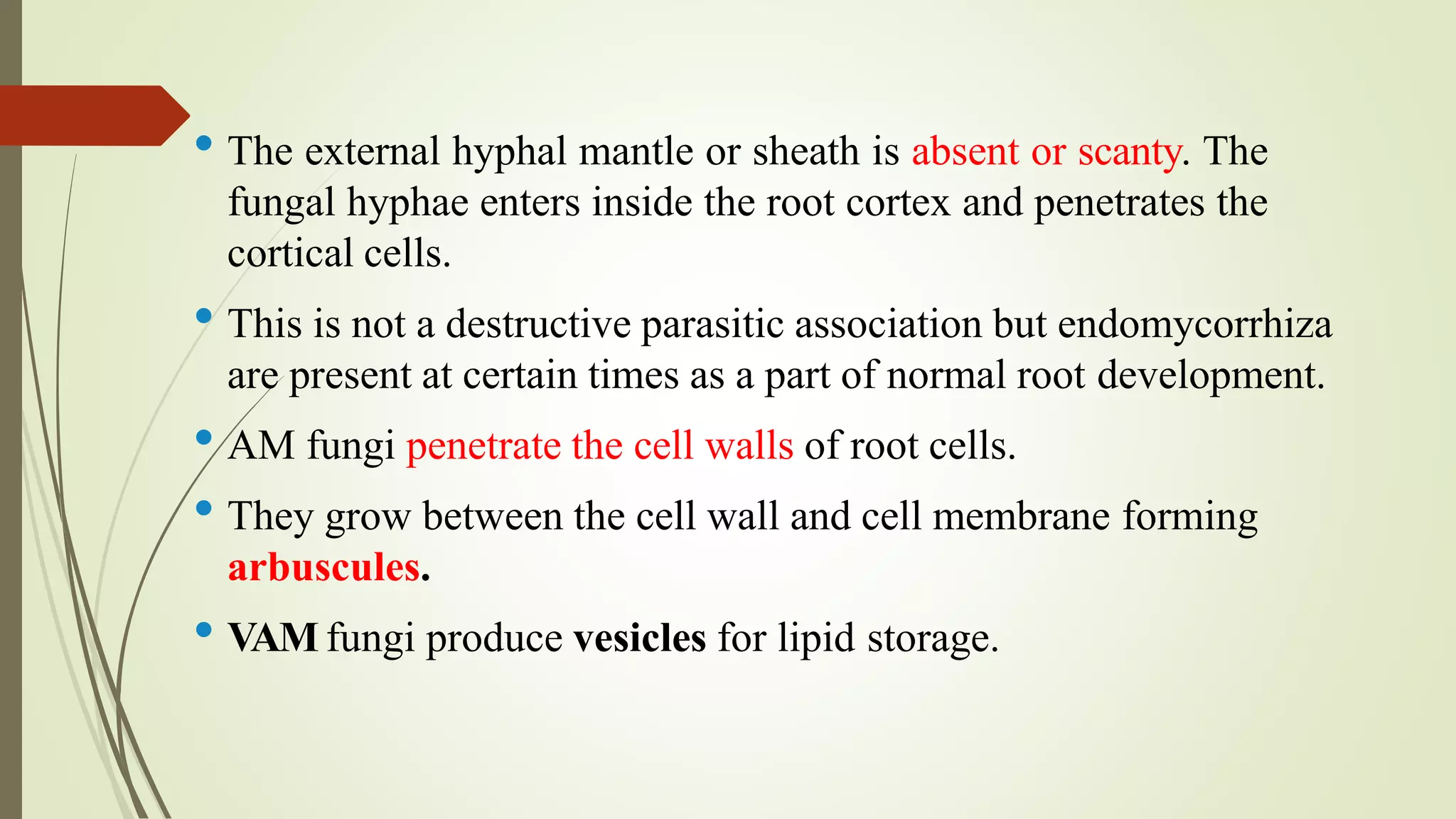 Mycorrhiza | PPTX