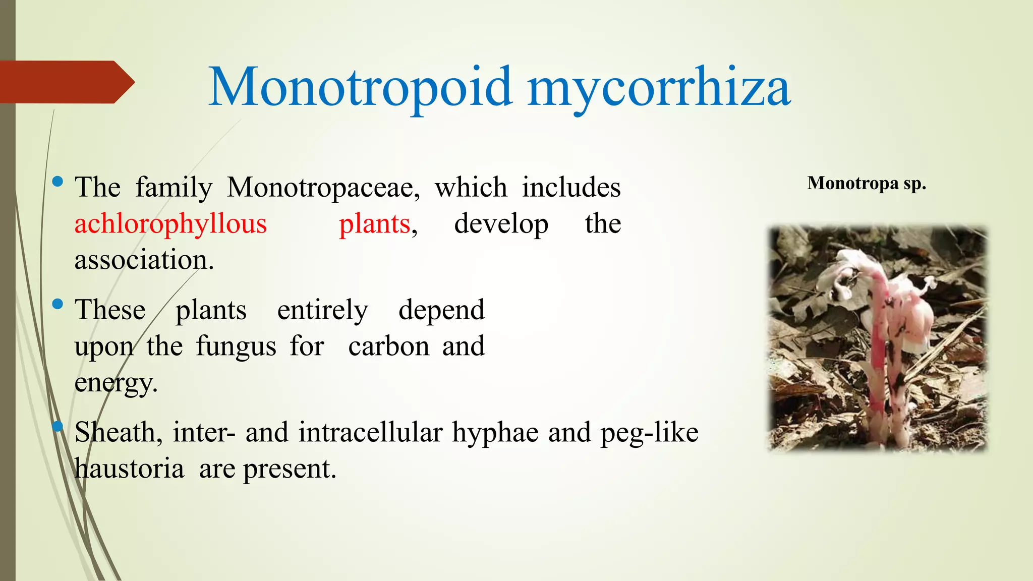 Mycorrhiza | PPTX