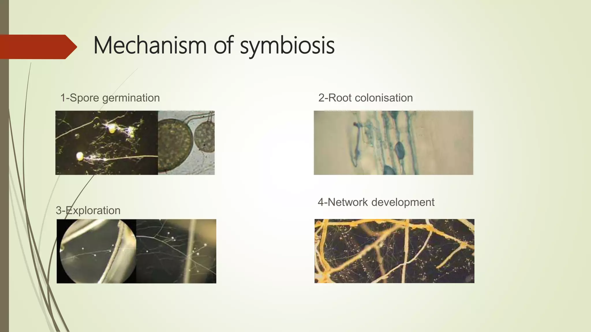 Mycorrhiza | PPTX
