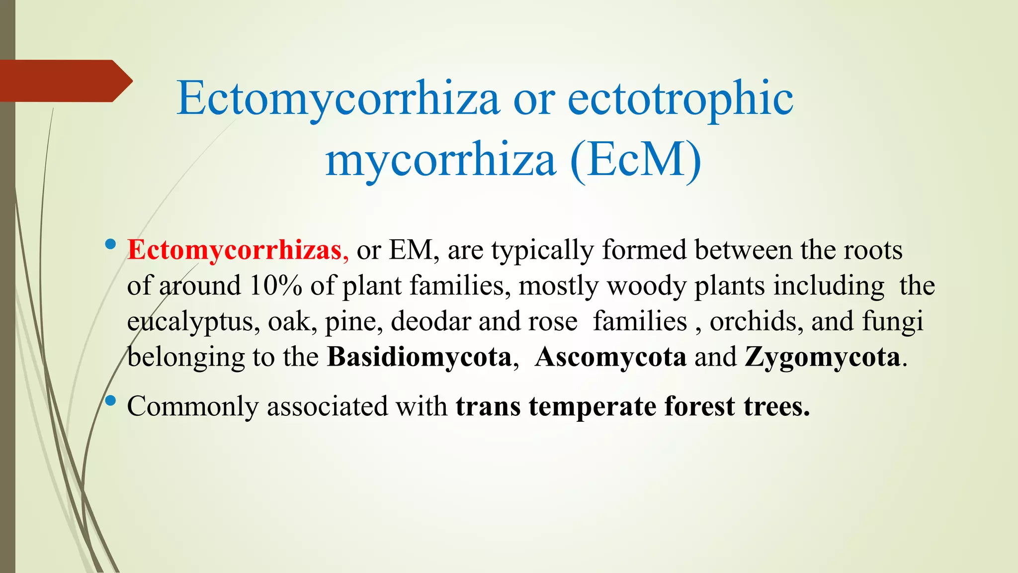 Mycorrhiza | PPTX