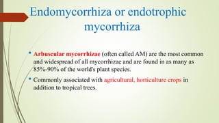 Mycorrhiza | PPTX