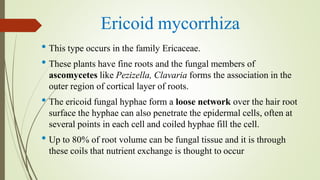 Mycorrhiza | PPTX