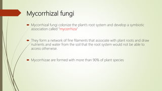 Mycorrhiza | PPTX