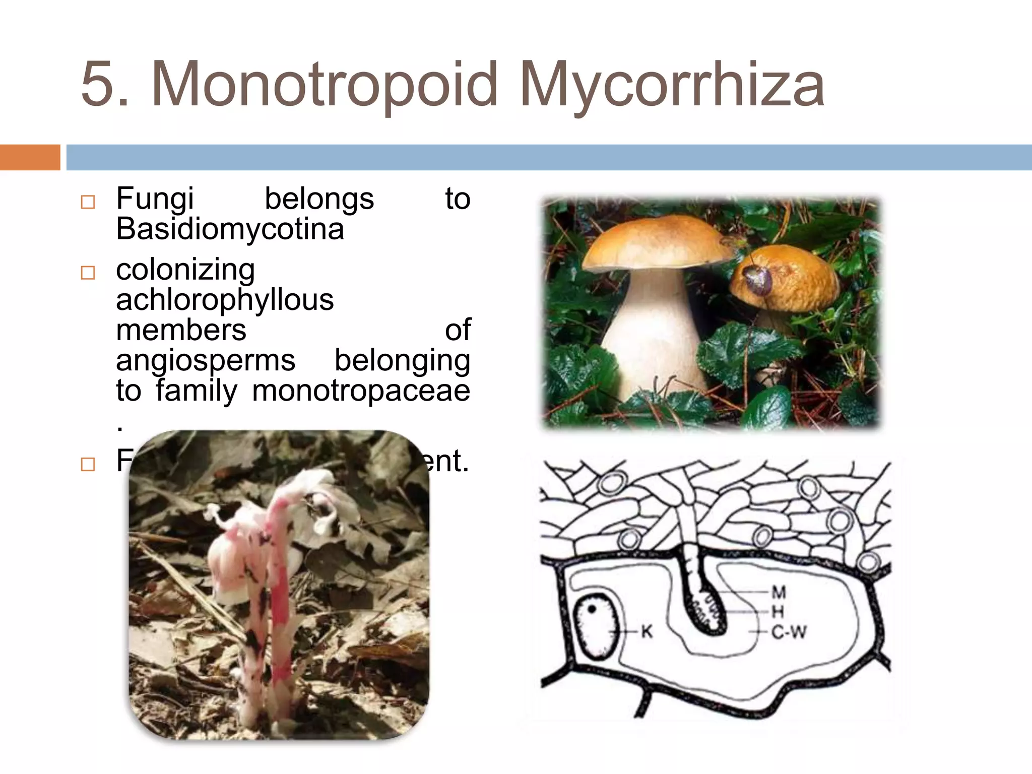Mycorrhiza and its types | PPTX