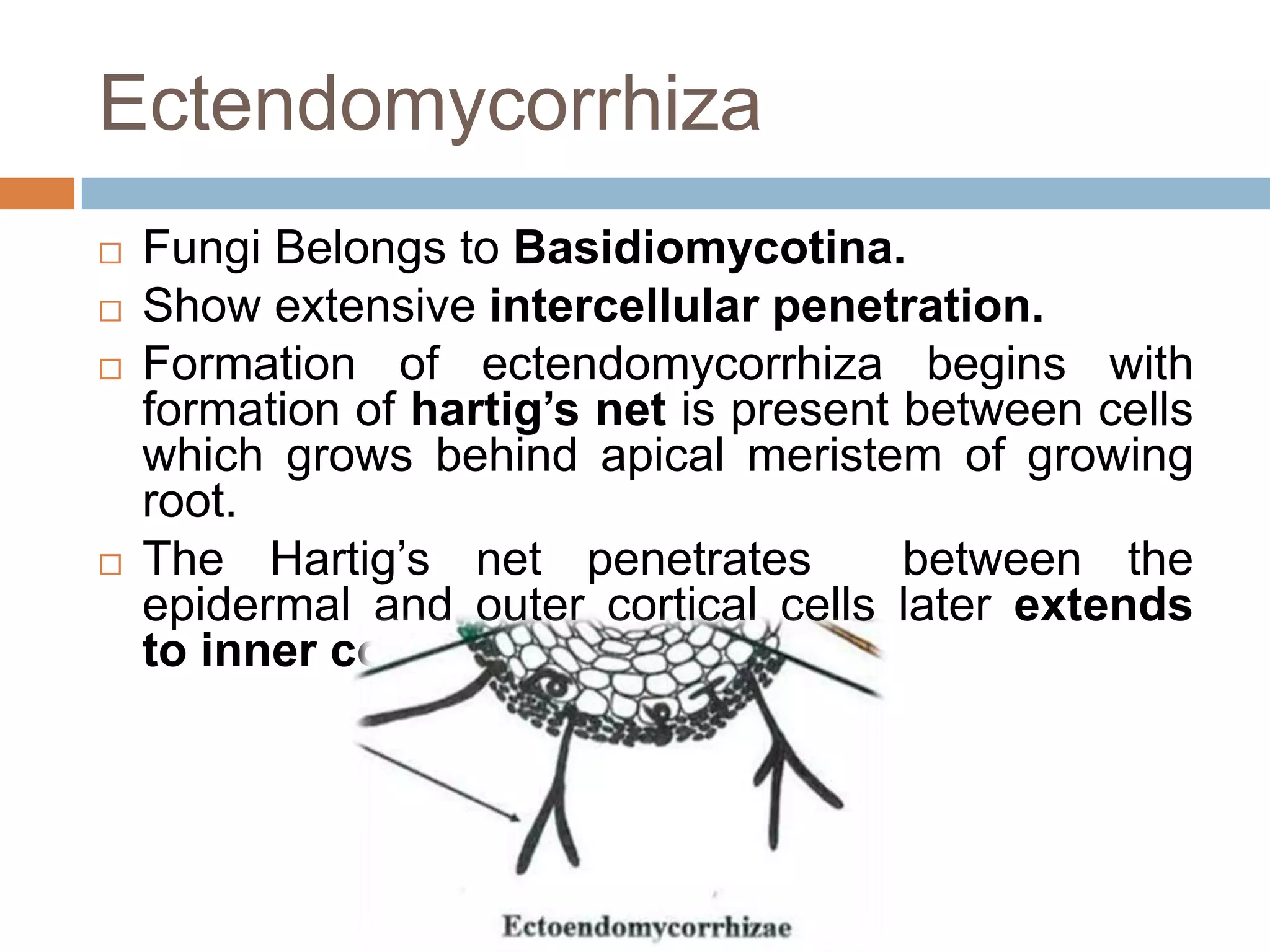 Mycorrhiza and its types | PPTX | Agriculture | Industries