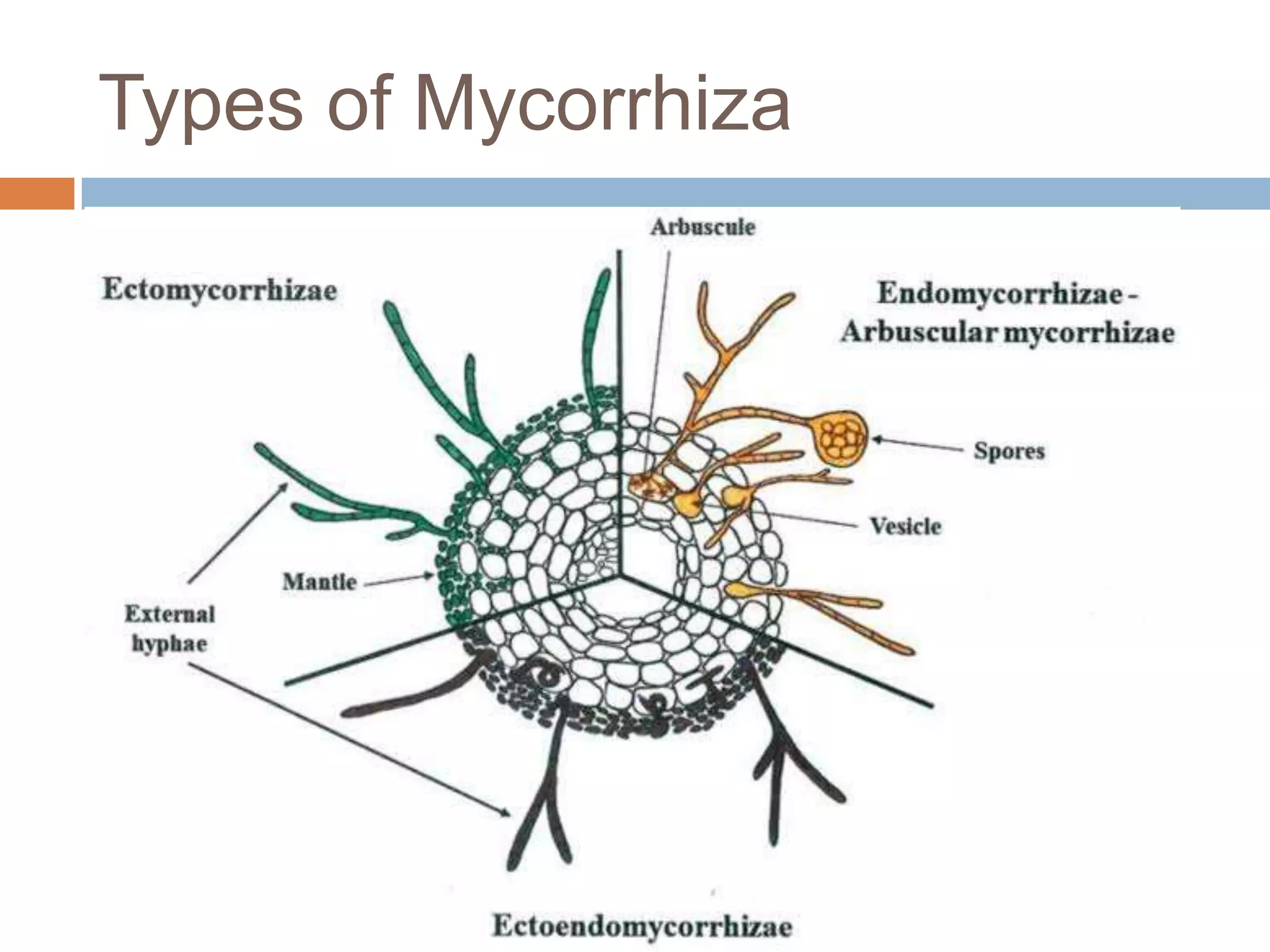 Mycorrhiza and its types | PPTX