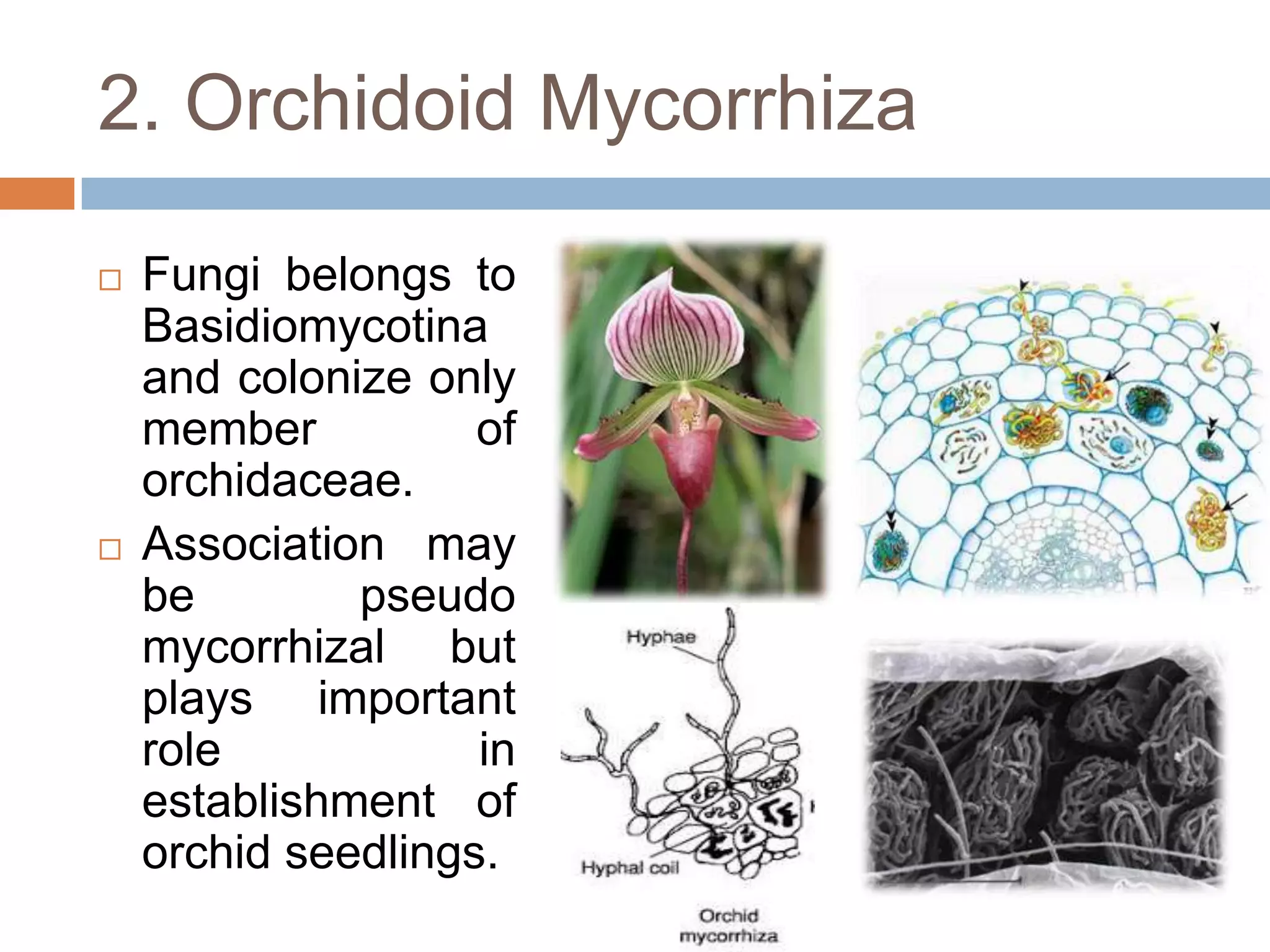 Mycorrhiza and its types | PPTX