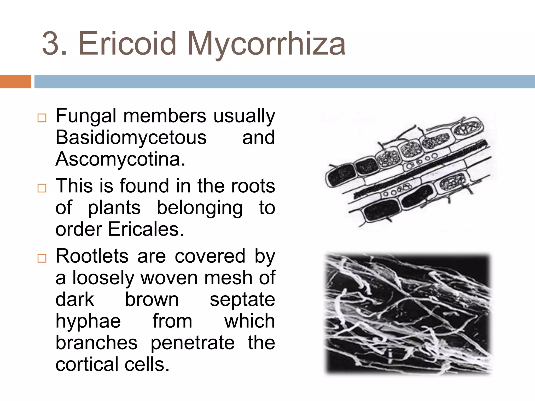 Mycorrhiza and its types | PPT