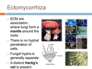 Mycorrhiza and its types | PPTX