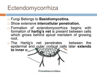 Mycorrhiza and its types | PPTX